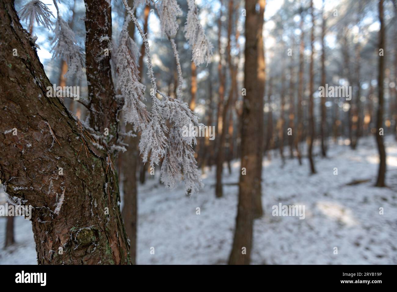 Frosty in snow hi-res stock photography and images - Alamy
