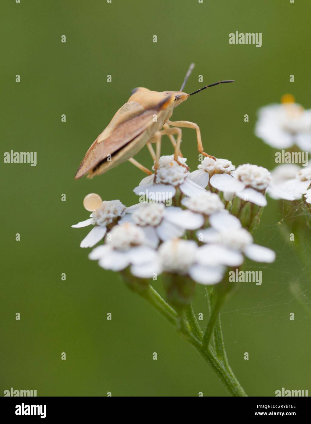 CARPOCORIS FUSCISPINUS a species of Shield Bug in familly Pentatonidae ...