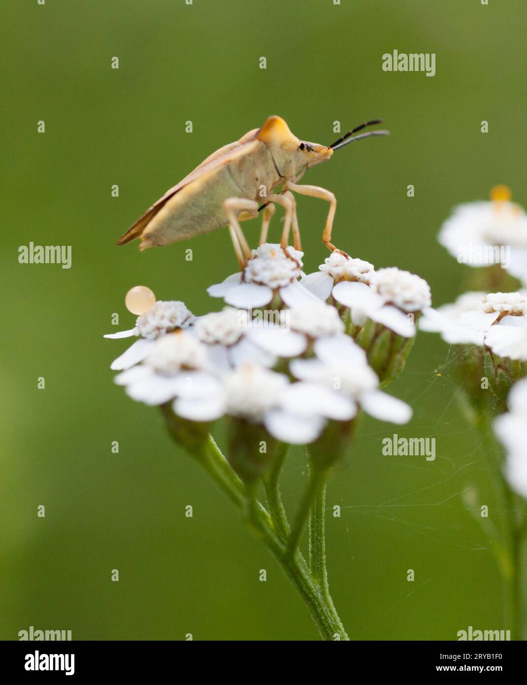 CARPOCORIS FUSCISPINUS a species of Shield Bug in familly Pentatonidae ...