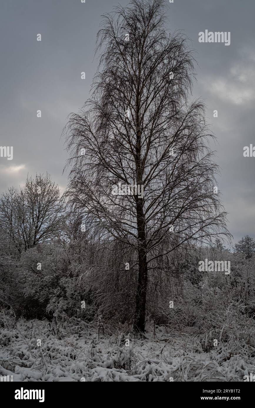 Frosty winter wintry weather hi-res stock photography and images - Alamy