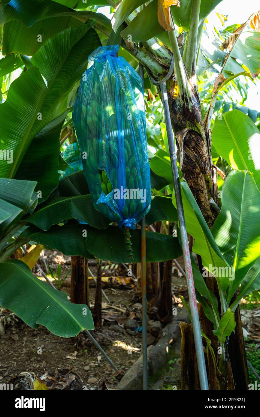 Tourist footpath through a small banana plantation in Funchal area on ...