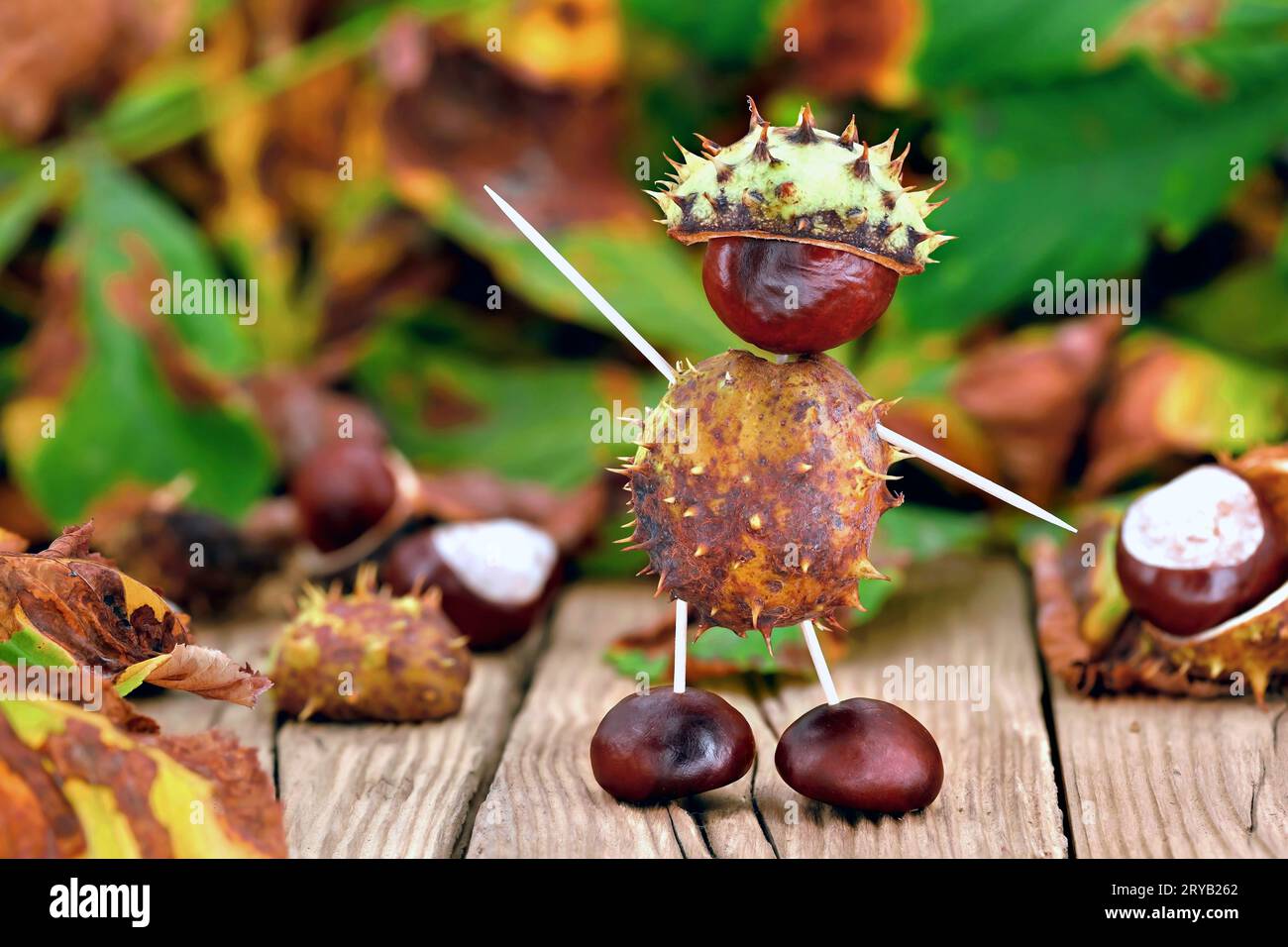 Chestnut man welcomes autumn between brightly colored horse chestnut ...