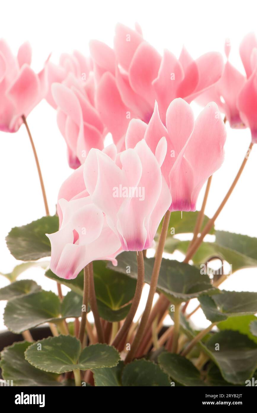 Cyclamen bouquet hi-res stock photography and images - Alamy