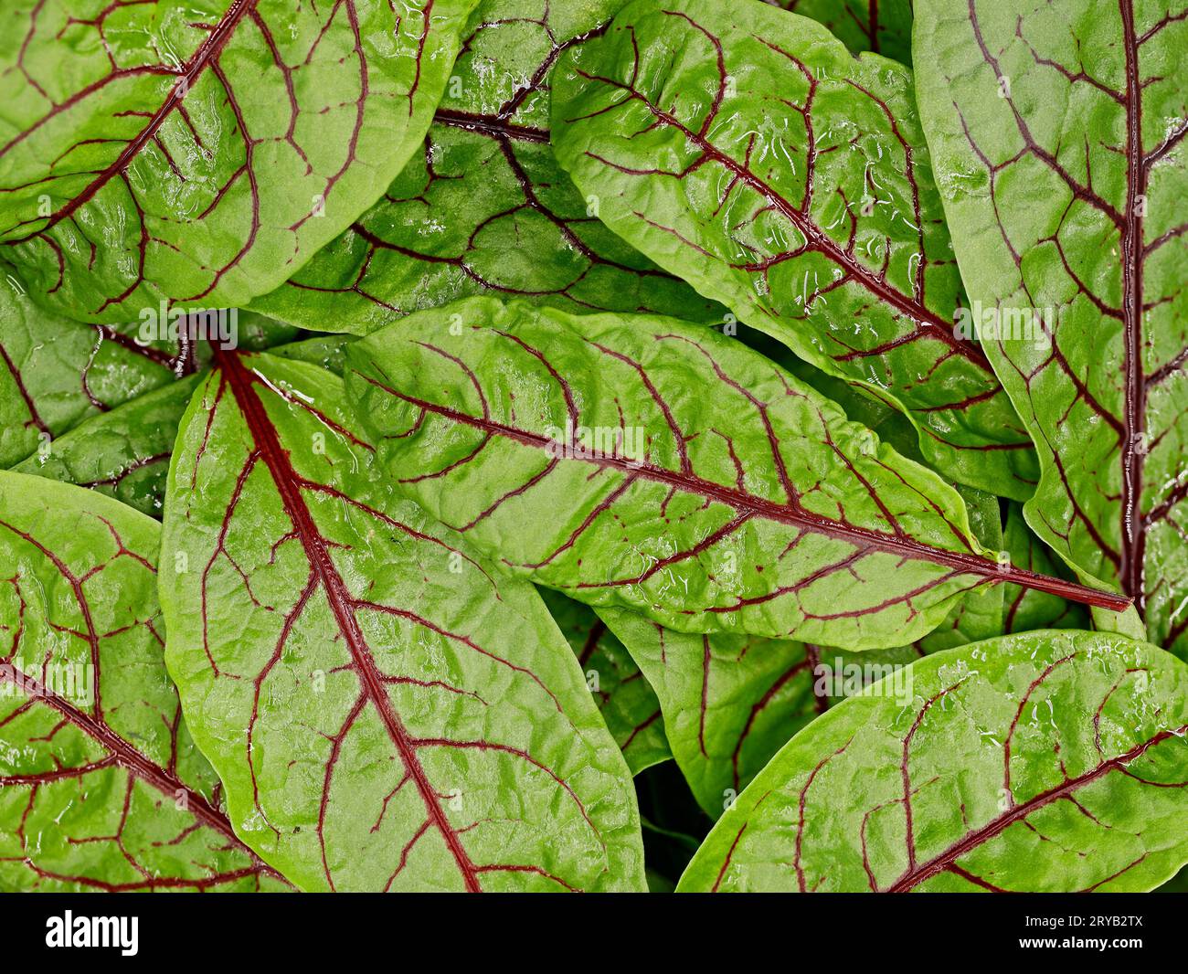 close up of freshly washed red veined sorrel leaves or bloody dock ...