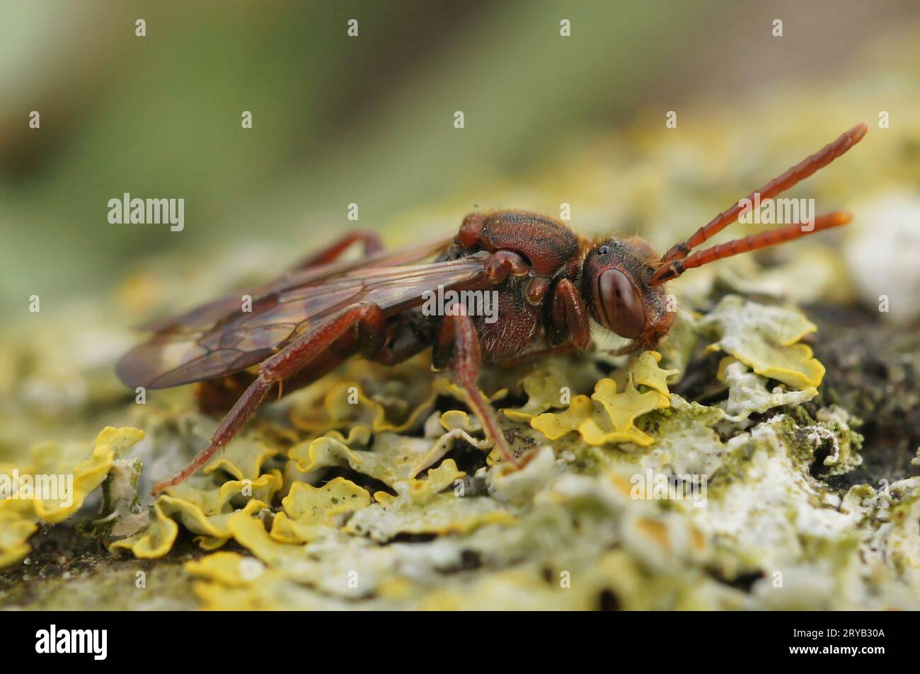 Natural detailed closeup on a red colored female variable nomad ...