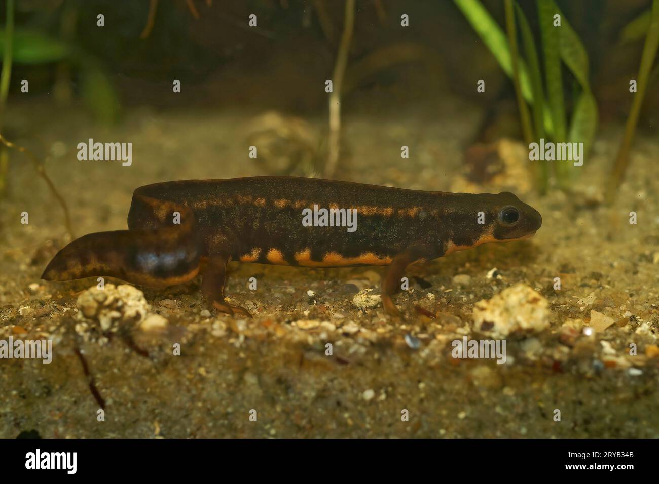 Detailed closeup on a male of the endangered aquatic Japanese Riu-Kiu ...