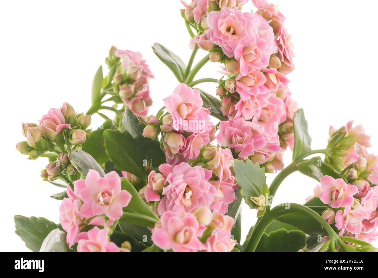 Kalanchoe Calandiva flowers Stock Photo - Alamy