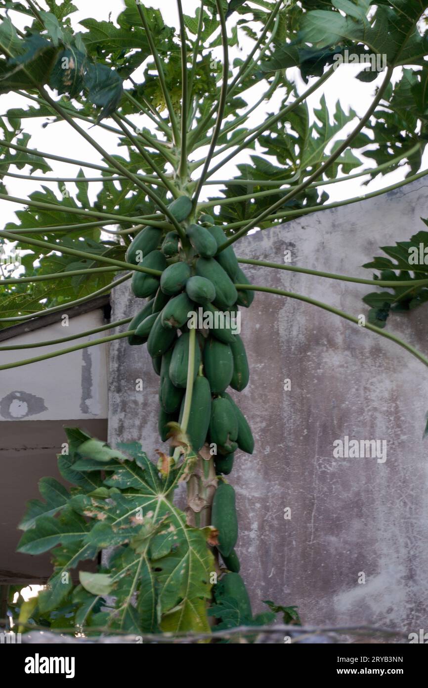 papaya tree bearing heavy fruit that is not yet ripe, next to the house ...