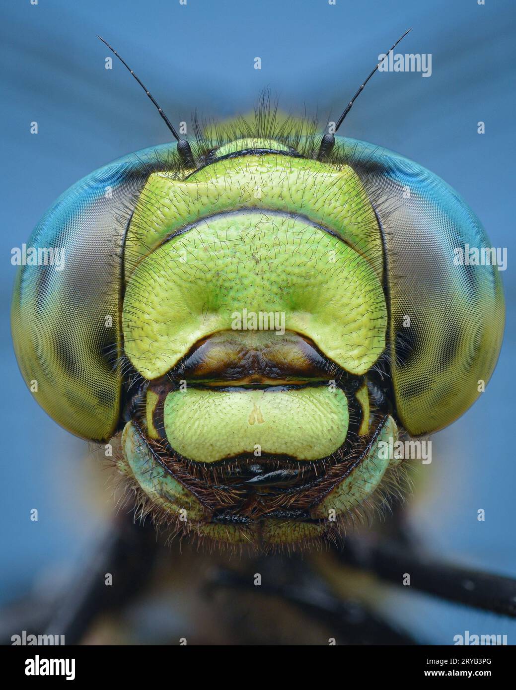 Dragonfly symmetry hi-res stock photography and images - Alamy