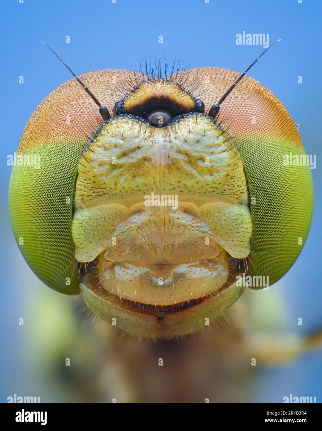 Symmetrical portrait of a dragonfly with green and orange eyes covered ...