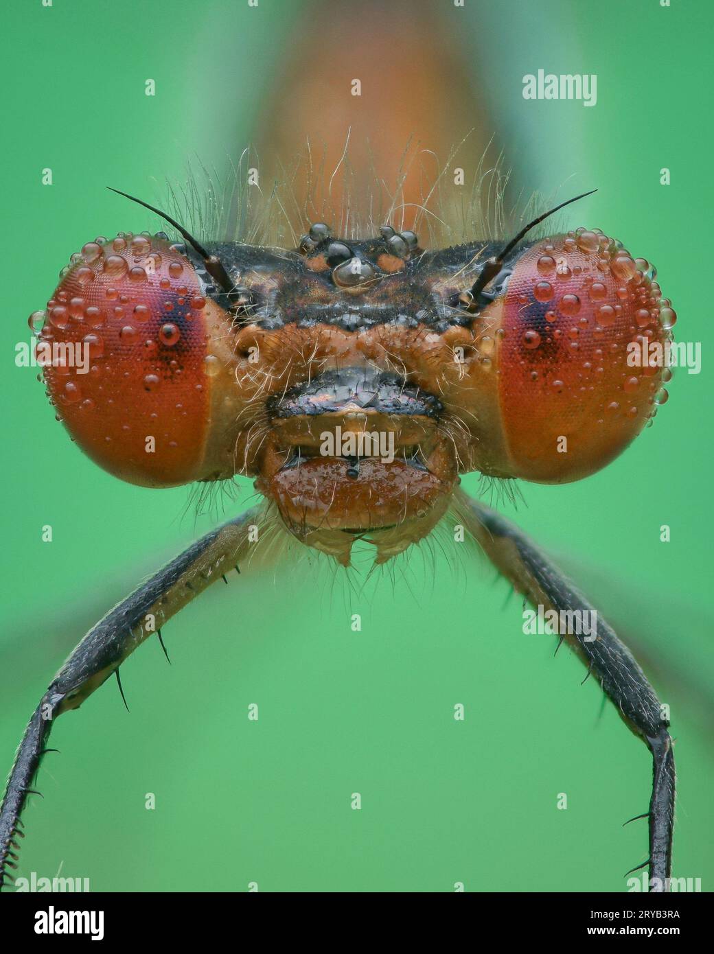Portrait of an orange male Damselfly with red eyes covered in dew ...