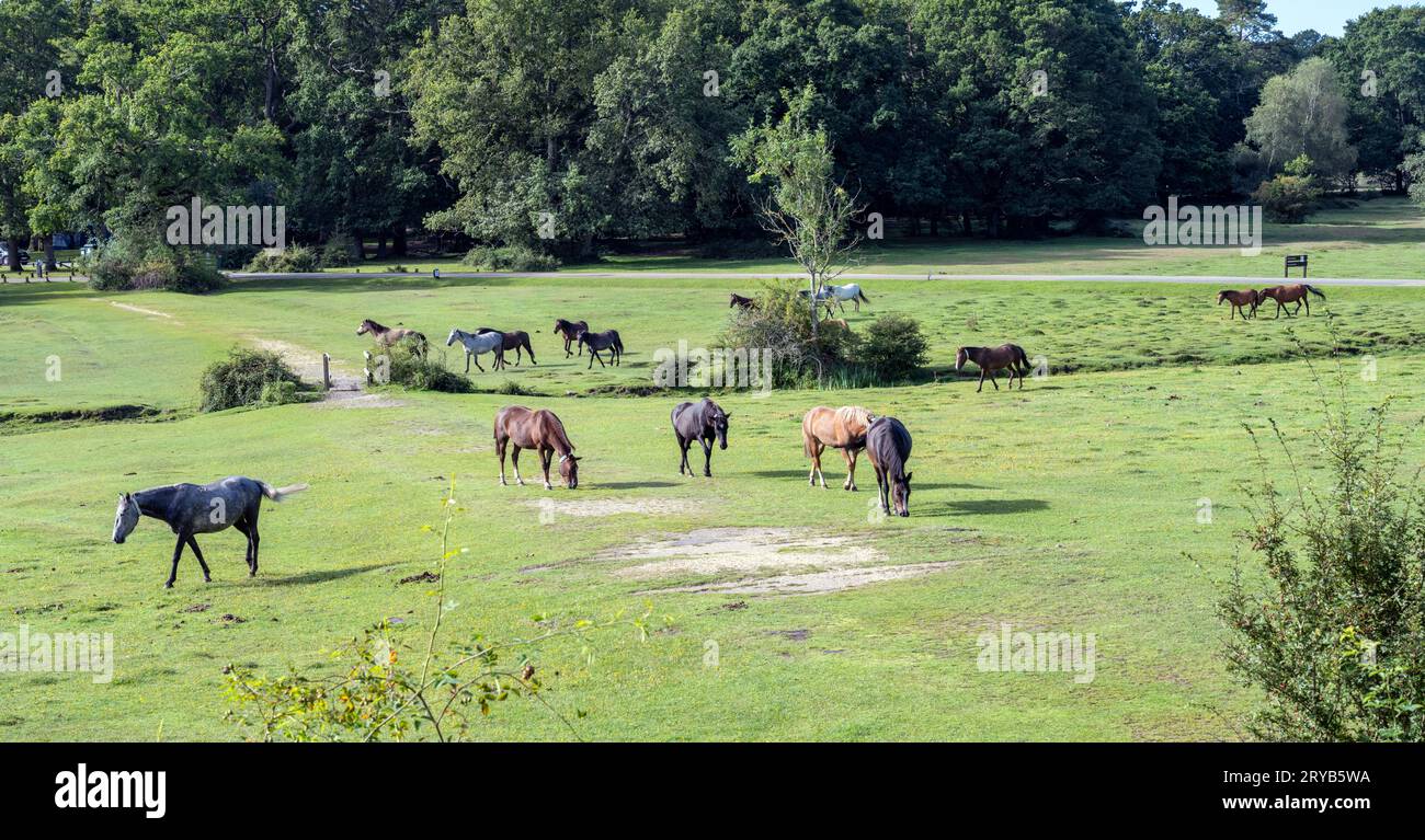New Forest ponies grazing at the entrance to Ashurst Campsite, Ashurst ...