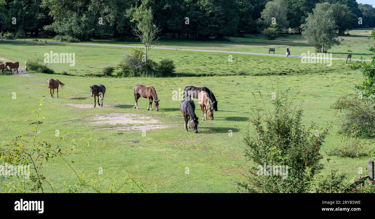 New Forest ponies grazing at the entrance to Ashurst Campsite, Ashurst ...