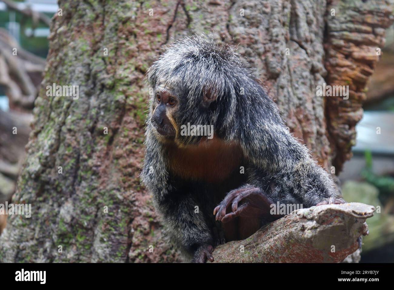Old saki monkey hi-res stock photography and images - Alamy