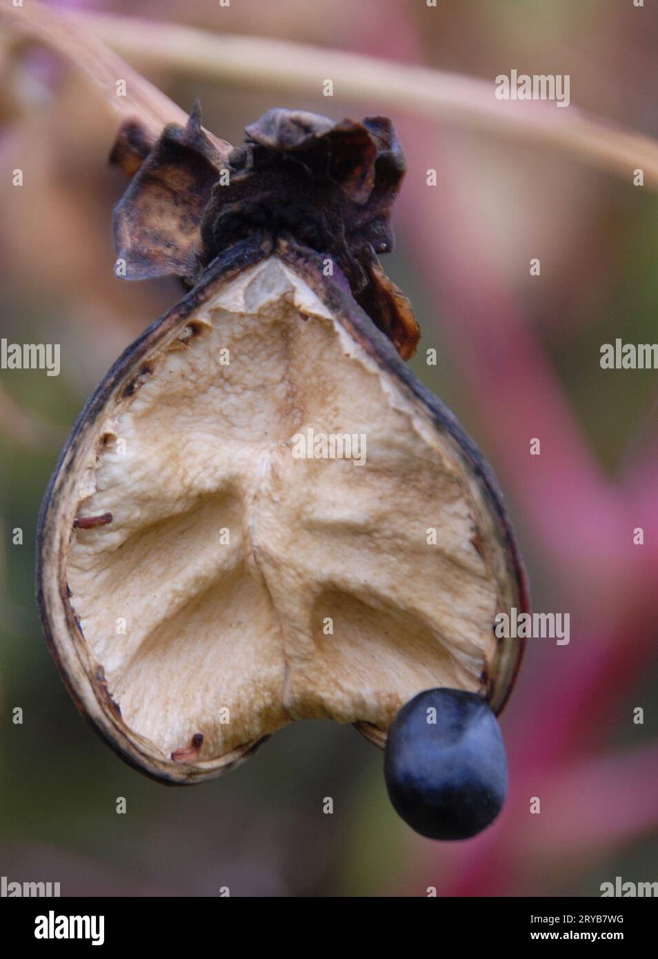 tree peony seedpod with one seed remaining Stock Photo - Alamy
