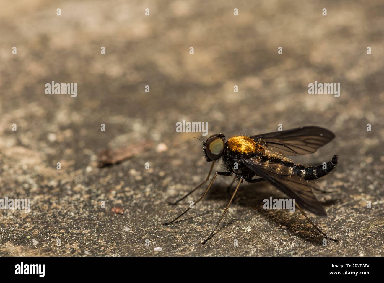 Golden-backed Snipe Fly - Chrysopilus thoracicus Stock Photo - Alamy