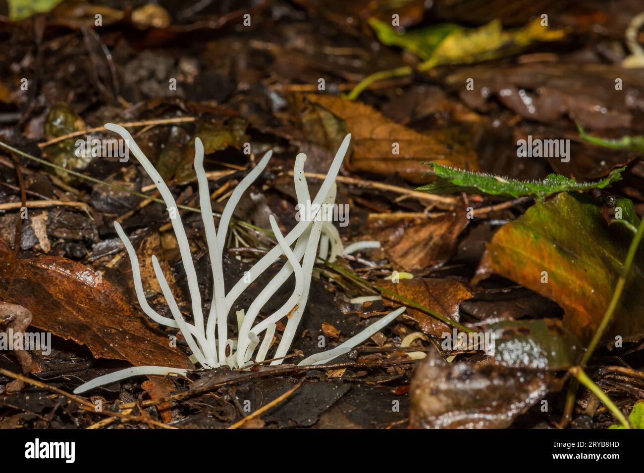 Fairy Fingers - Clavaria fragilis Stock Photo - Alamy