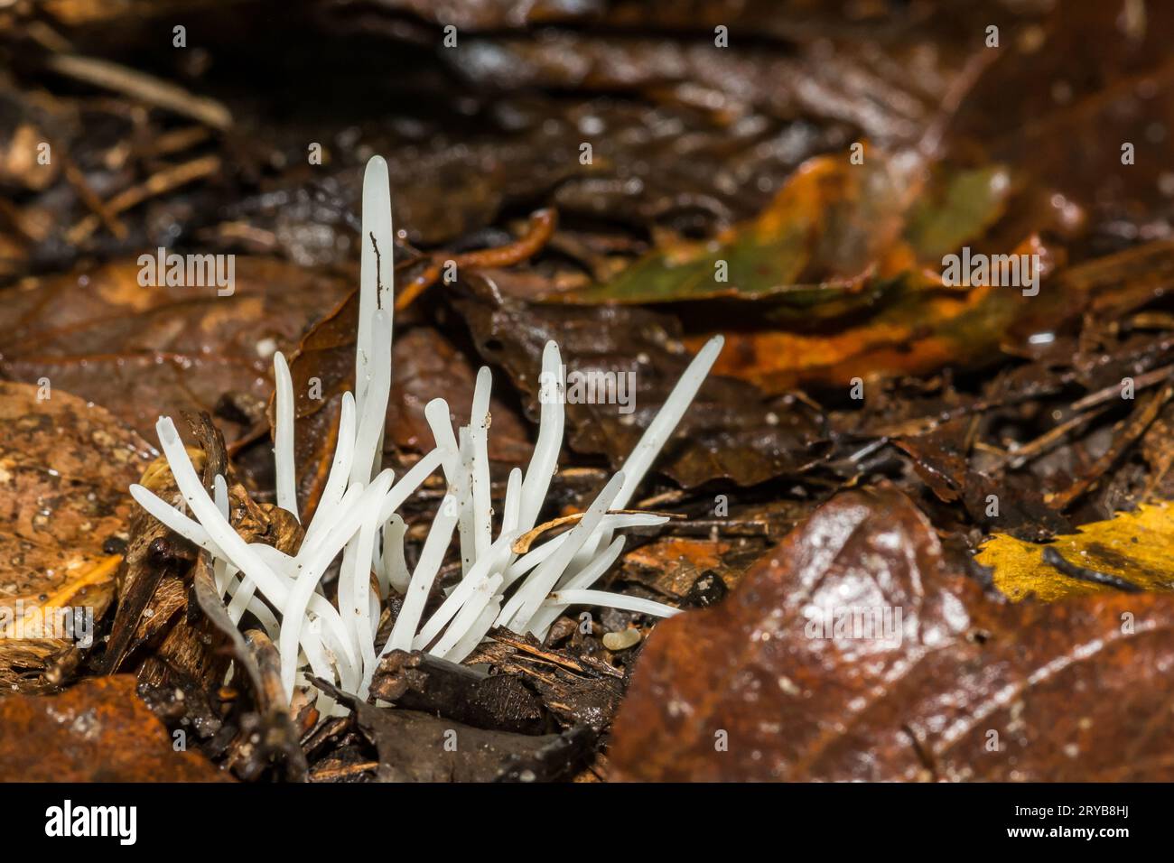 Fairy Fingers - Clavaria fragilis Stock Photo - Alamy