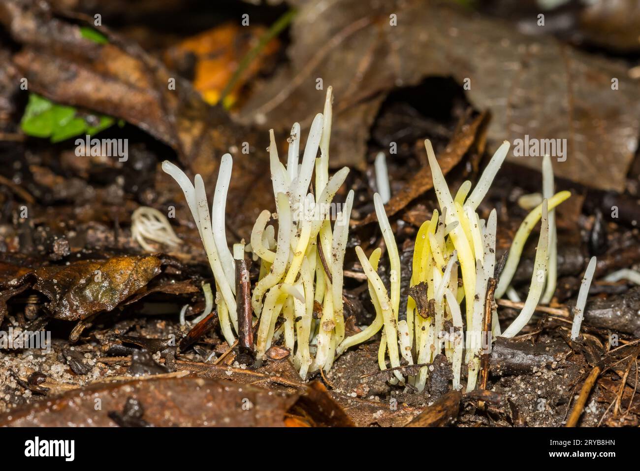 Fairy Fingers - Clavaria fragilis Stock Photo - Alamy
