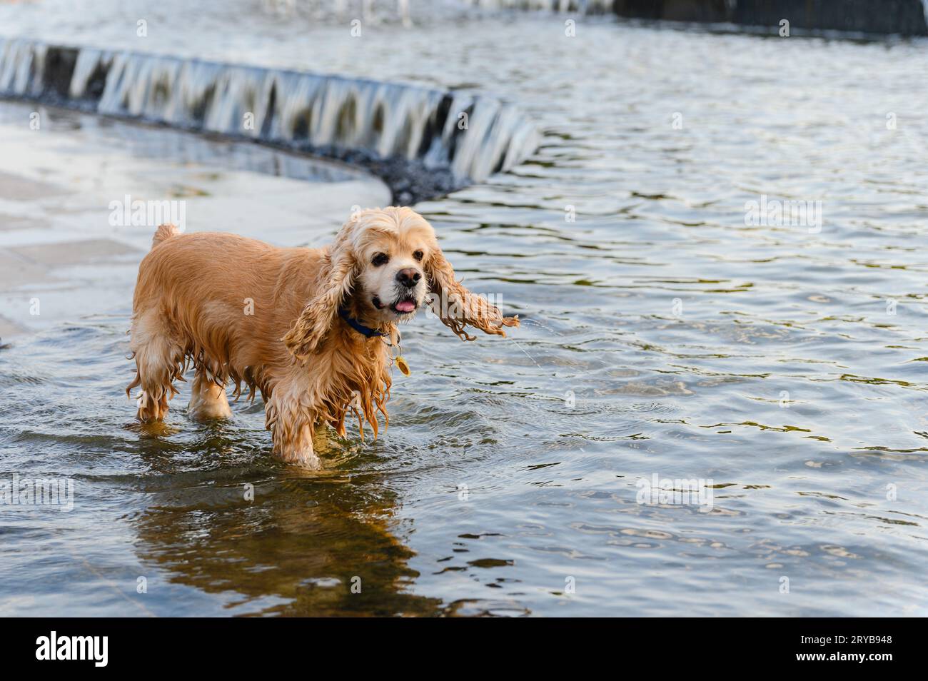 Cute dog having a bath in the city fountain on a hot spring day Stock ...