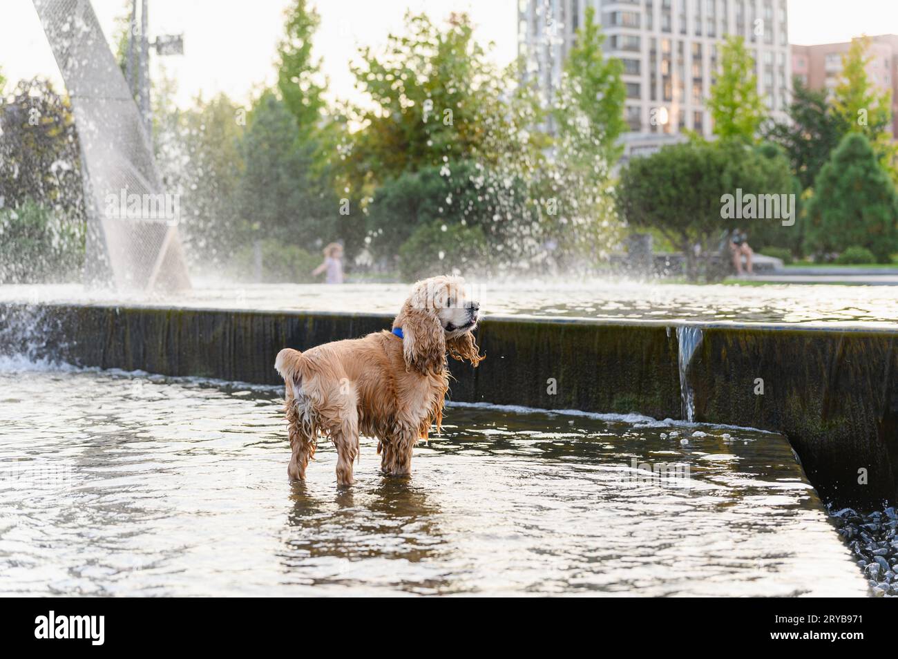 Cute dog having a bath in the city fountain on a hot spring day Stock ...