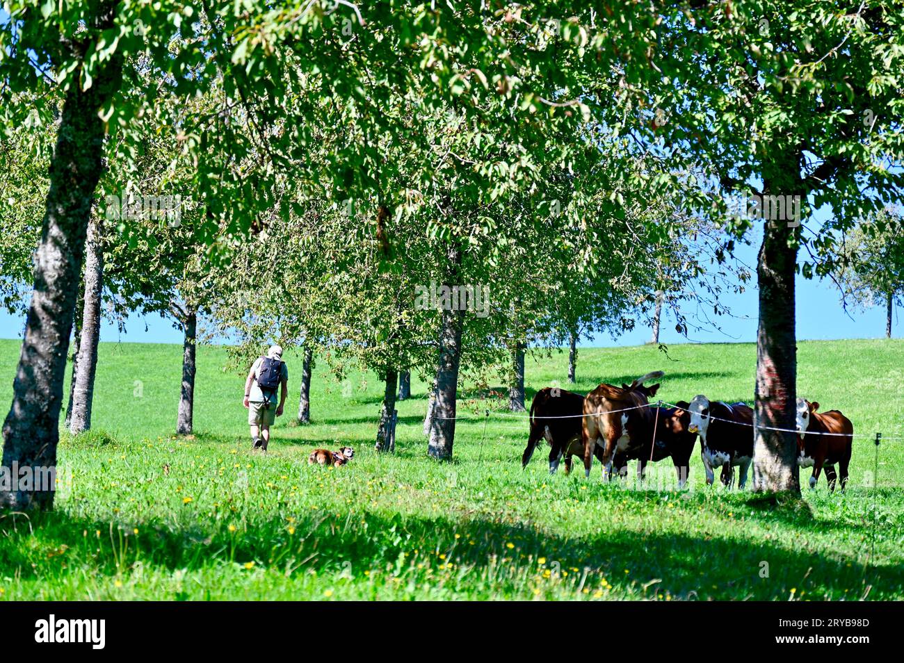 Walking dog cows hi-res stock photography and images - Alamy