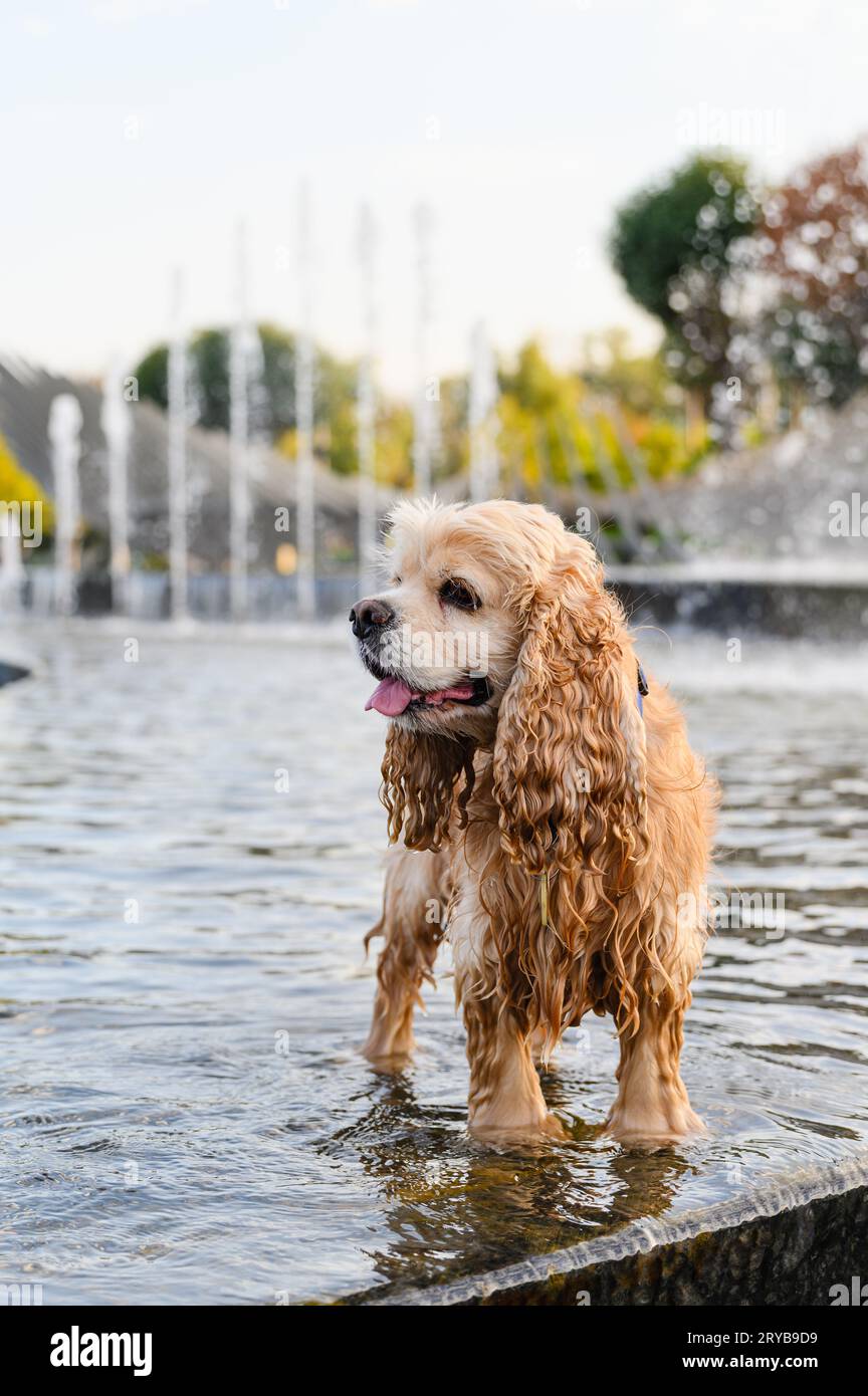Cute dog having a bath in the city fountain on a hot spring day Stock ...