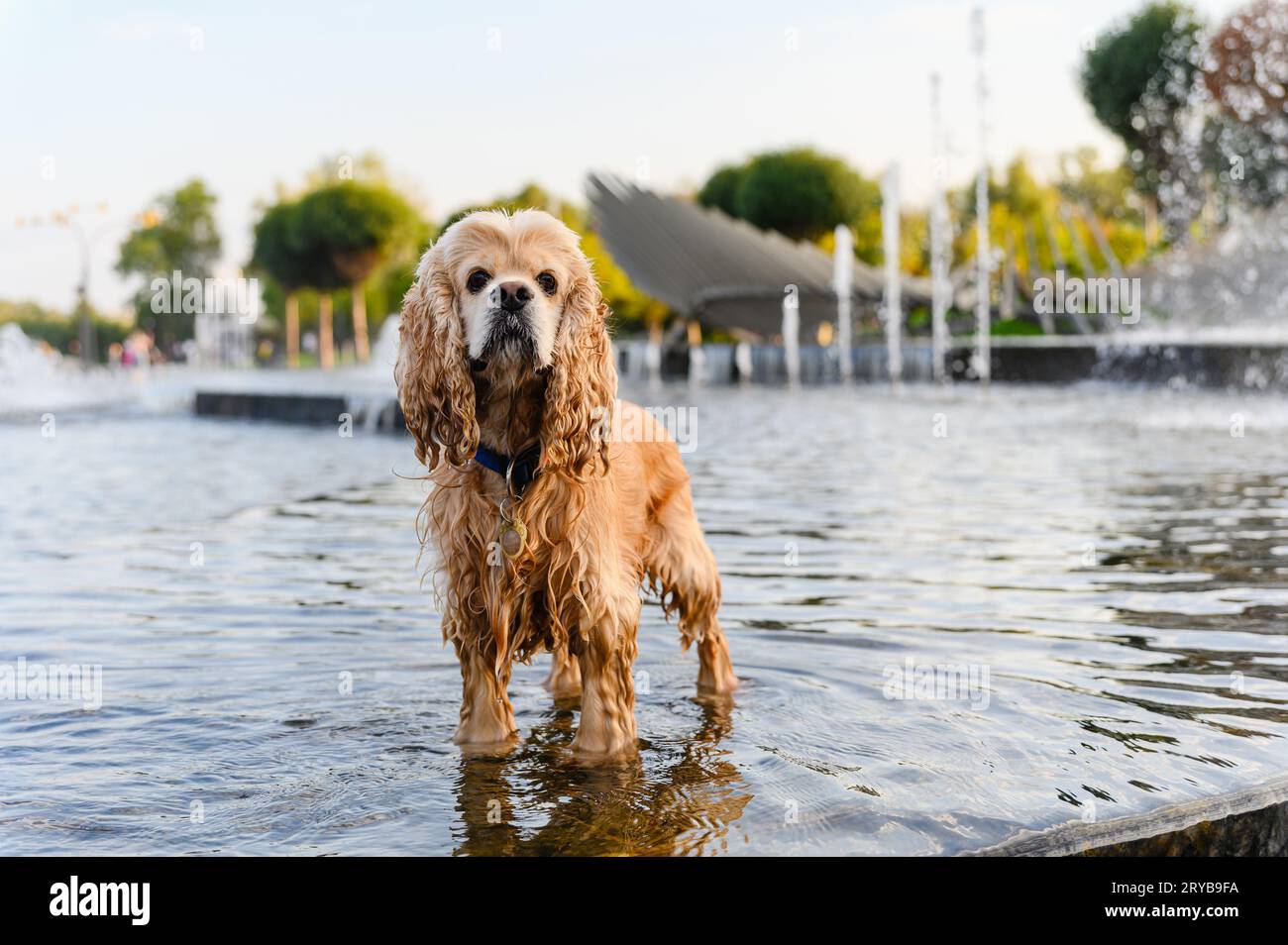 Cute dog having a bath in the city fountain on a hot spring day Stock ...