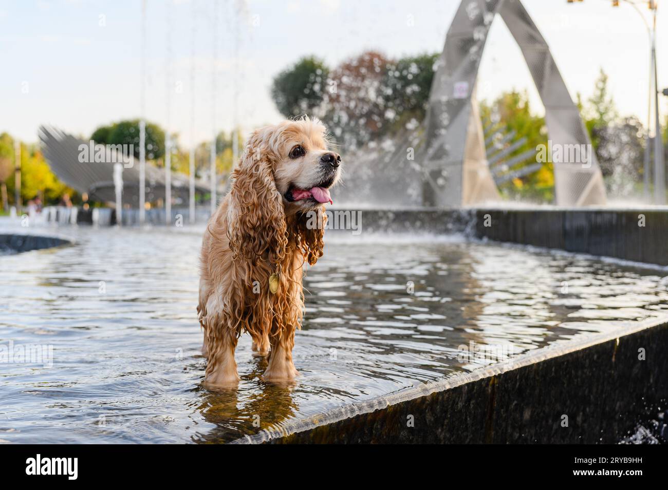 Cute dog having a bath in the city fountain on a hot spring day Stock ...