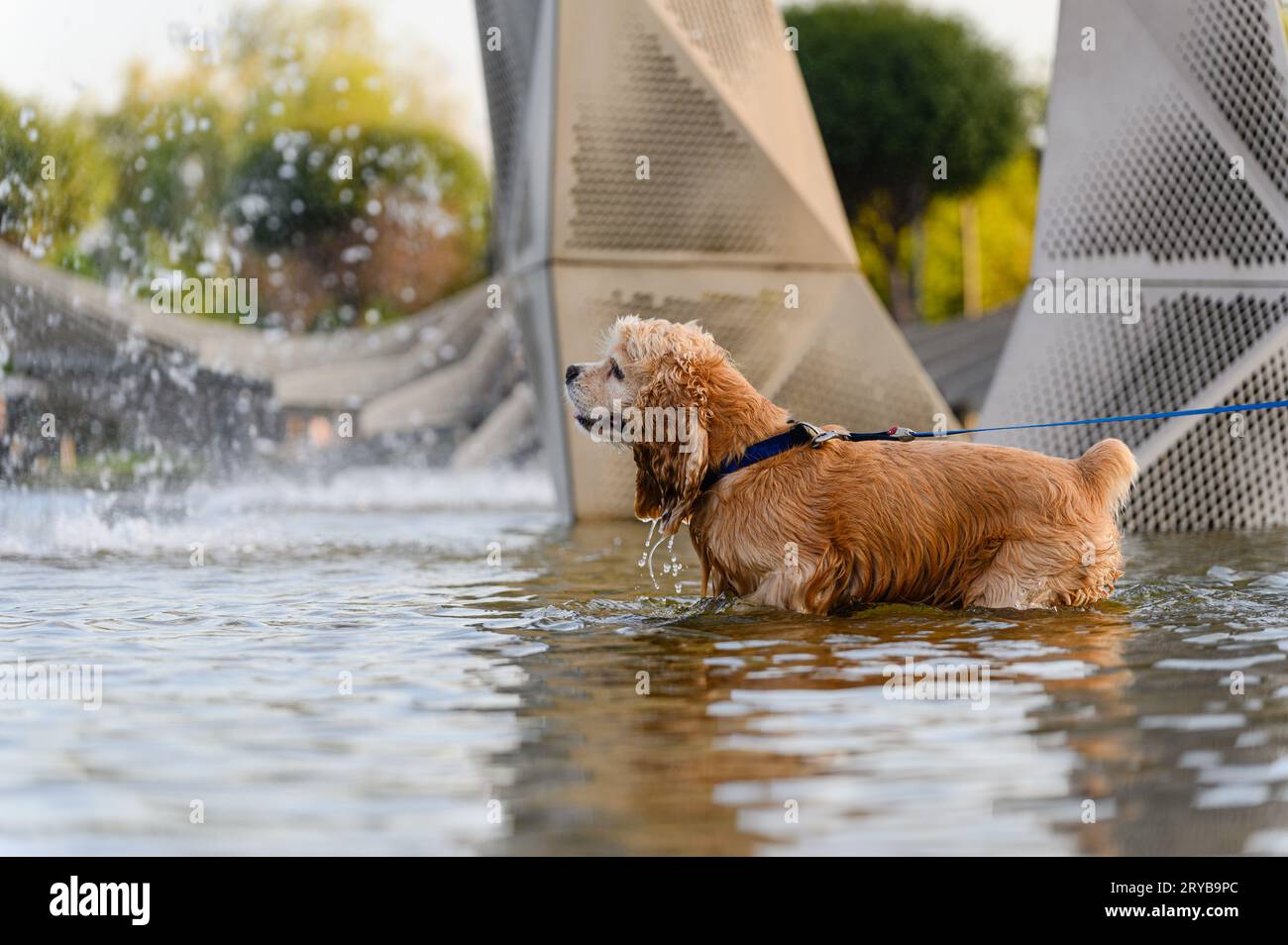 Cute dog having a bath in the city fountain on a hot spring day Stock ...