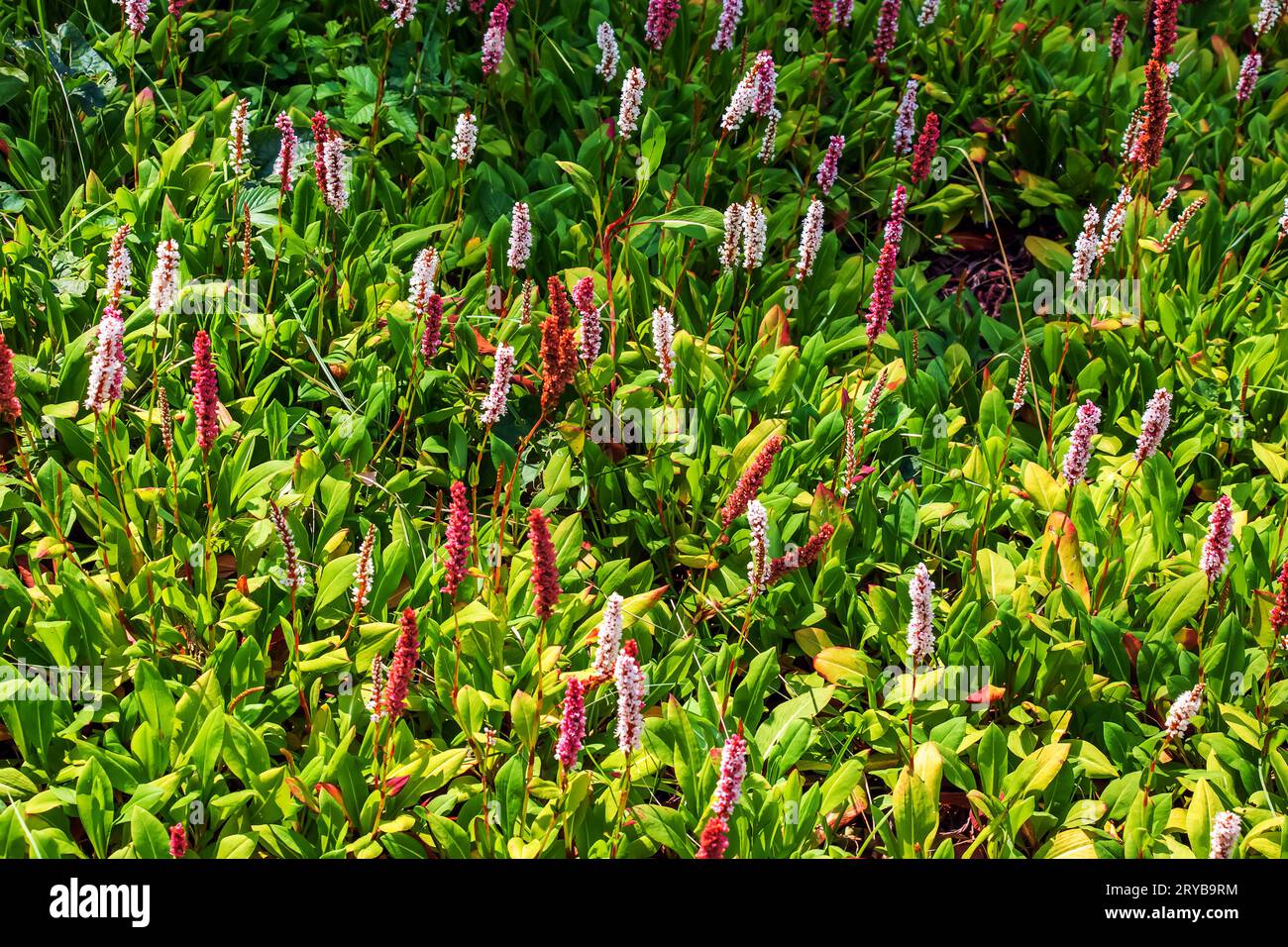 Bistorta affinis plant commonly known as Himalayan bistort, fleece ...