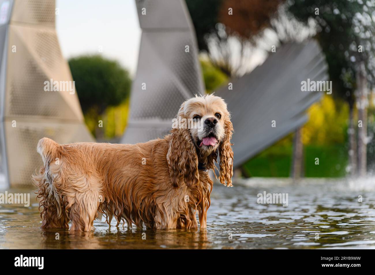 Cute dog having a bath in the city fountain on a hot spring day Stock ...