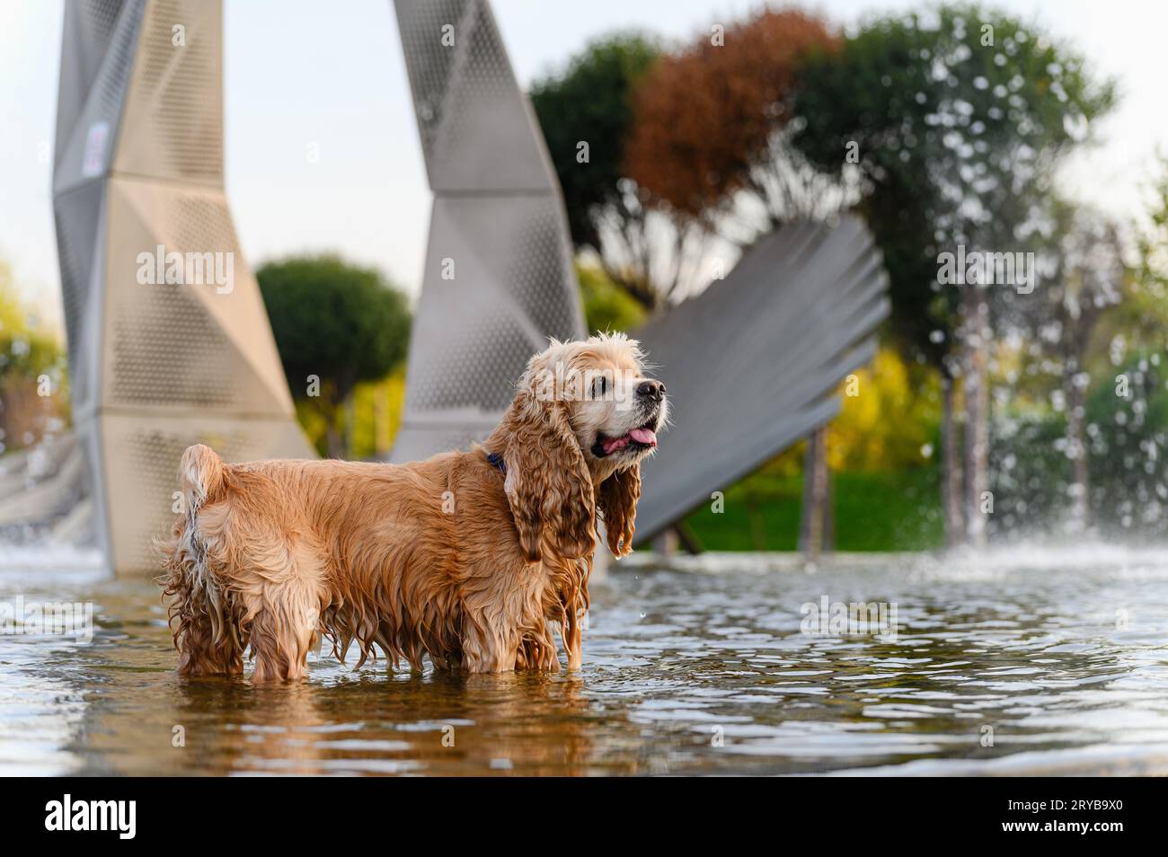 Cute dog having a bath in the city fountain on a hot spring day Stock ...