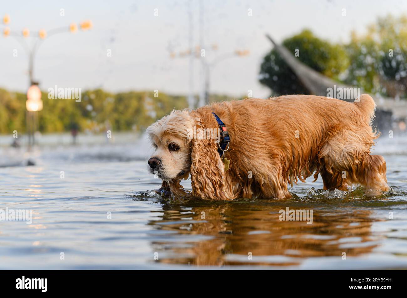 Cute dog having a bath in the city fountain on a hot spring day Stock ...