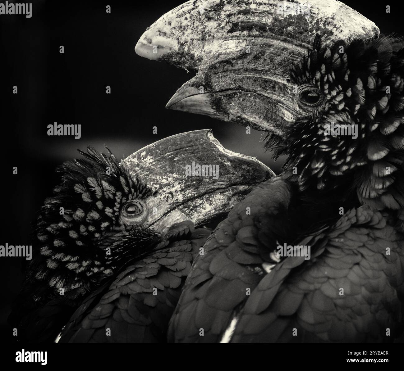 Silhouette two birds hi-res stock photography and images - Alamy