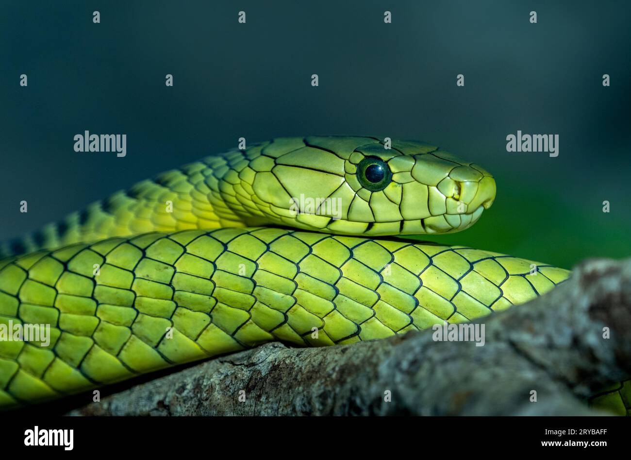 Asp snake hi-res stock photography and images - Alamy