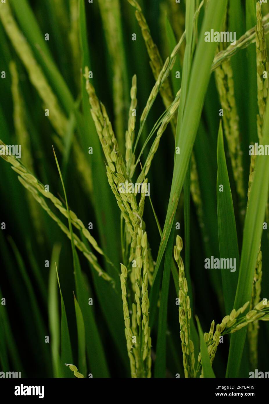 Rice stalk hi-res stock photography and images - Alamy