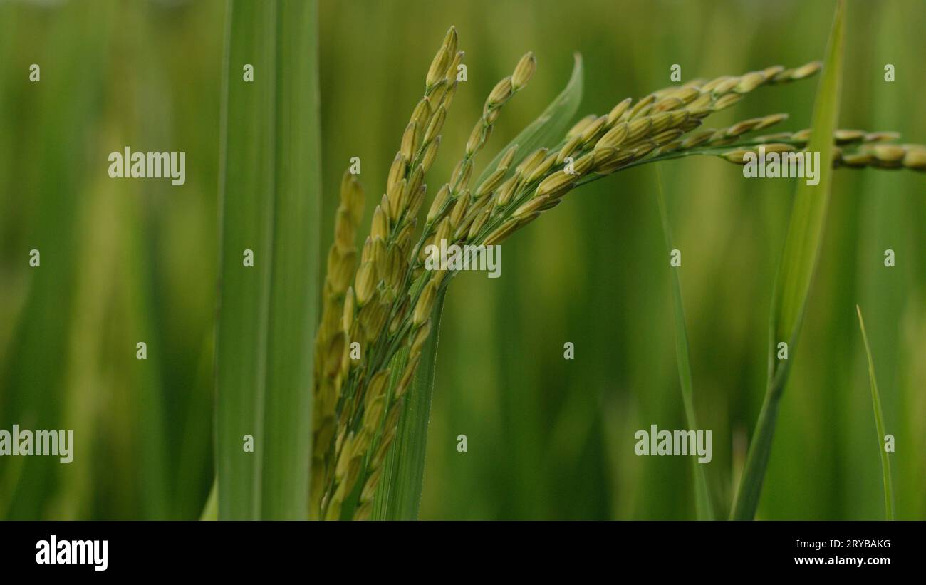 Rice stalk start to grow over time Stock Photo - Alamy