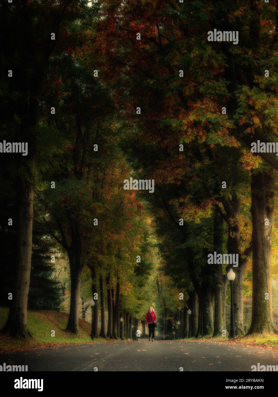 Walking tree hi-res stock photography and images - Alamy