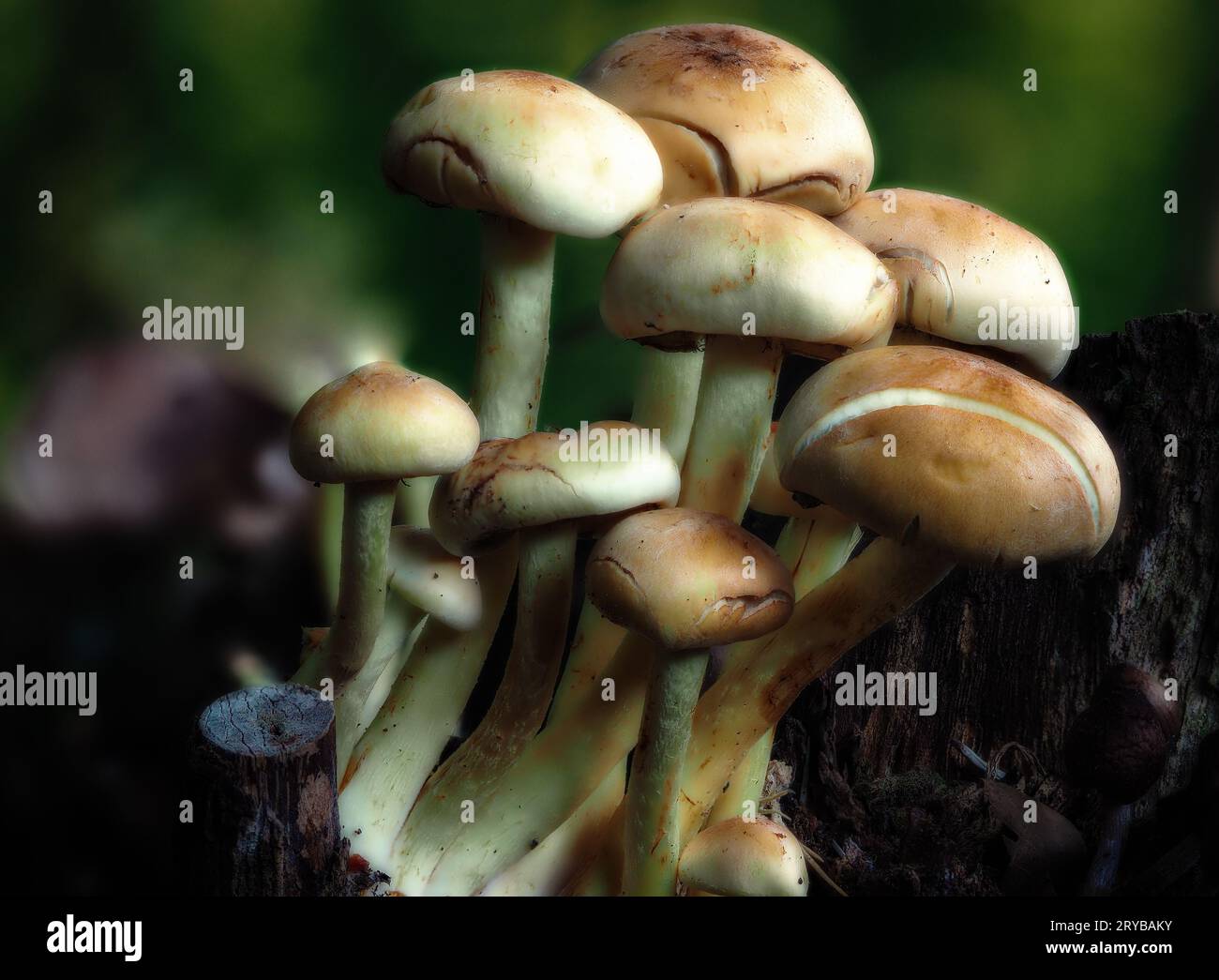 Rotten finger hi-res stock photography and images - Alamy