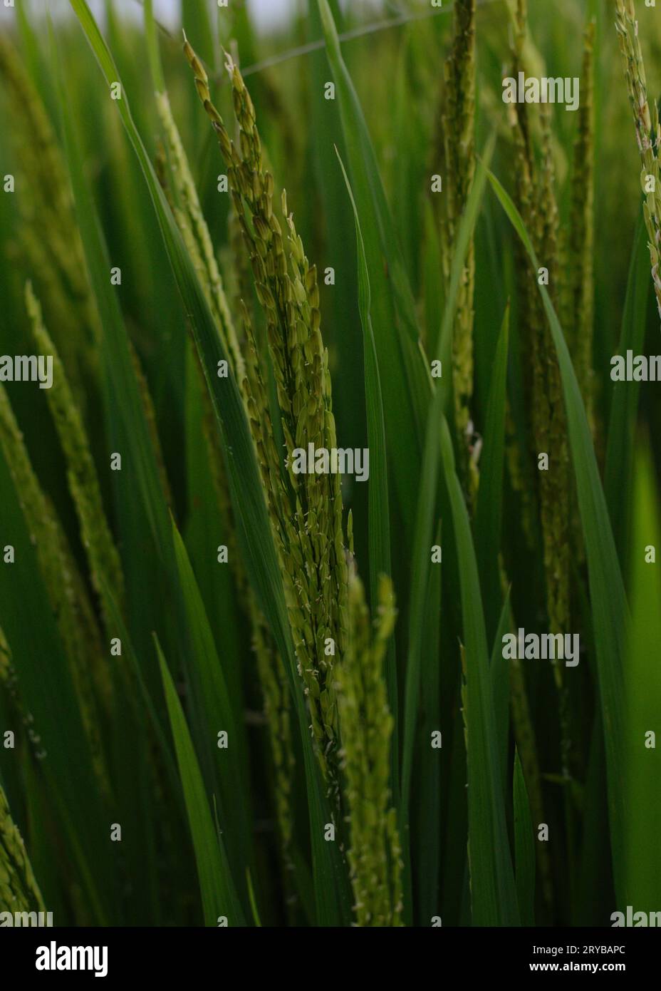 Rice stalk start to grow over time Stock Photo - Alamy