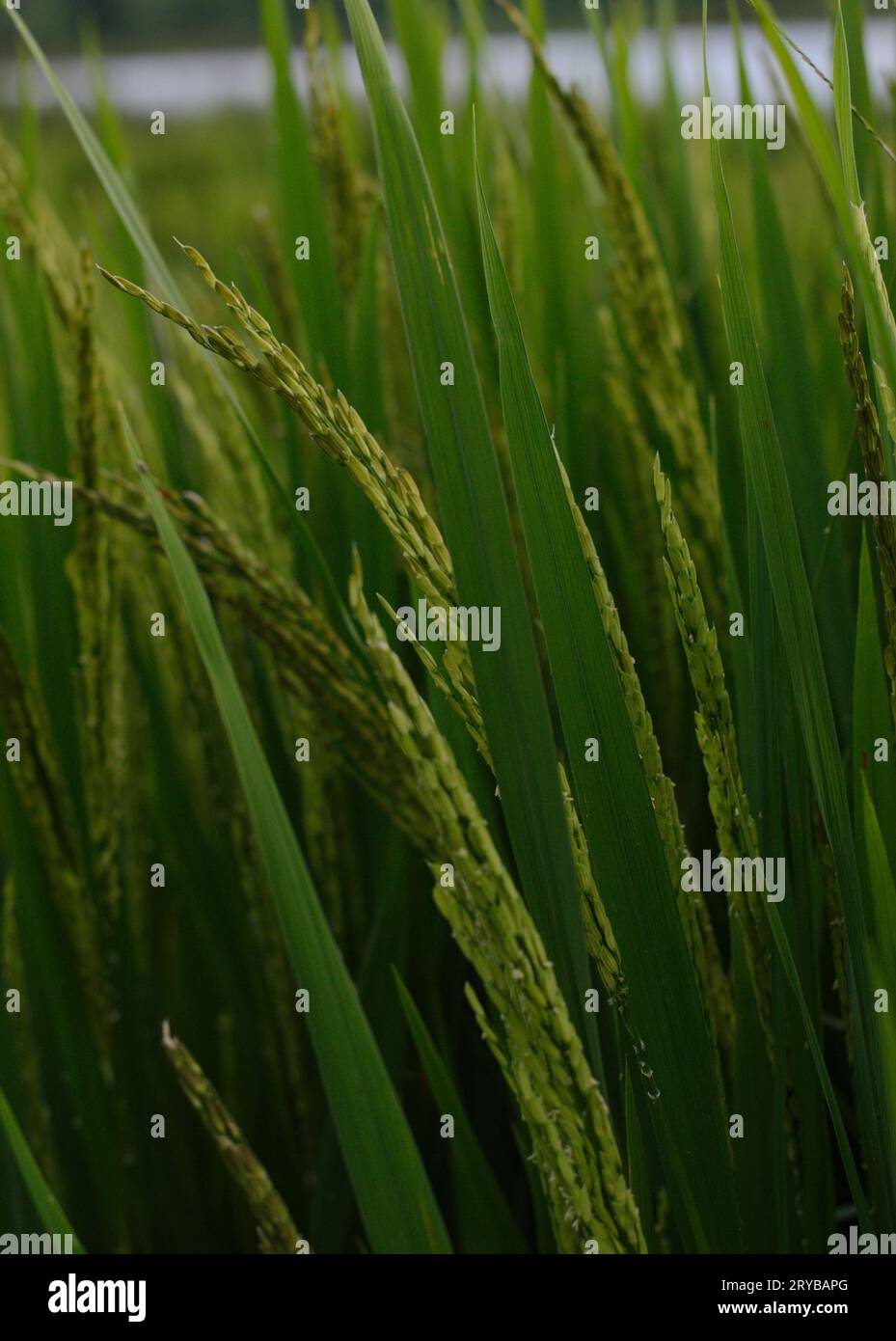 Rice stalk start to grow over time Stock Photo - Alamy