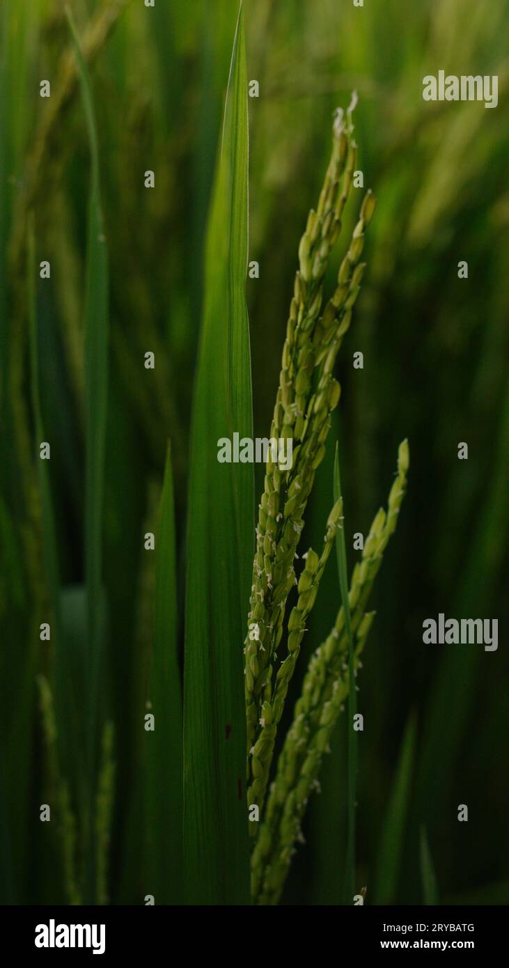 Rice stalk start to grow over time Stock Photo - Alamy