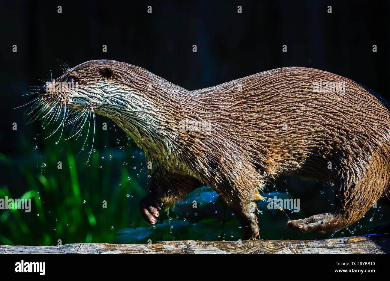 cute otter in a closeup Stock Photo - Alamy