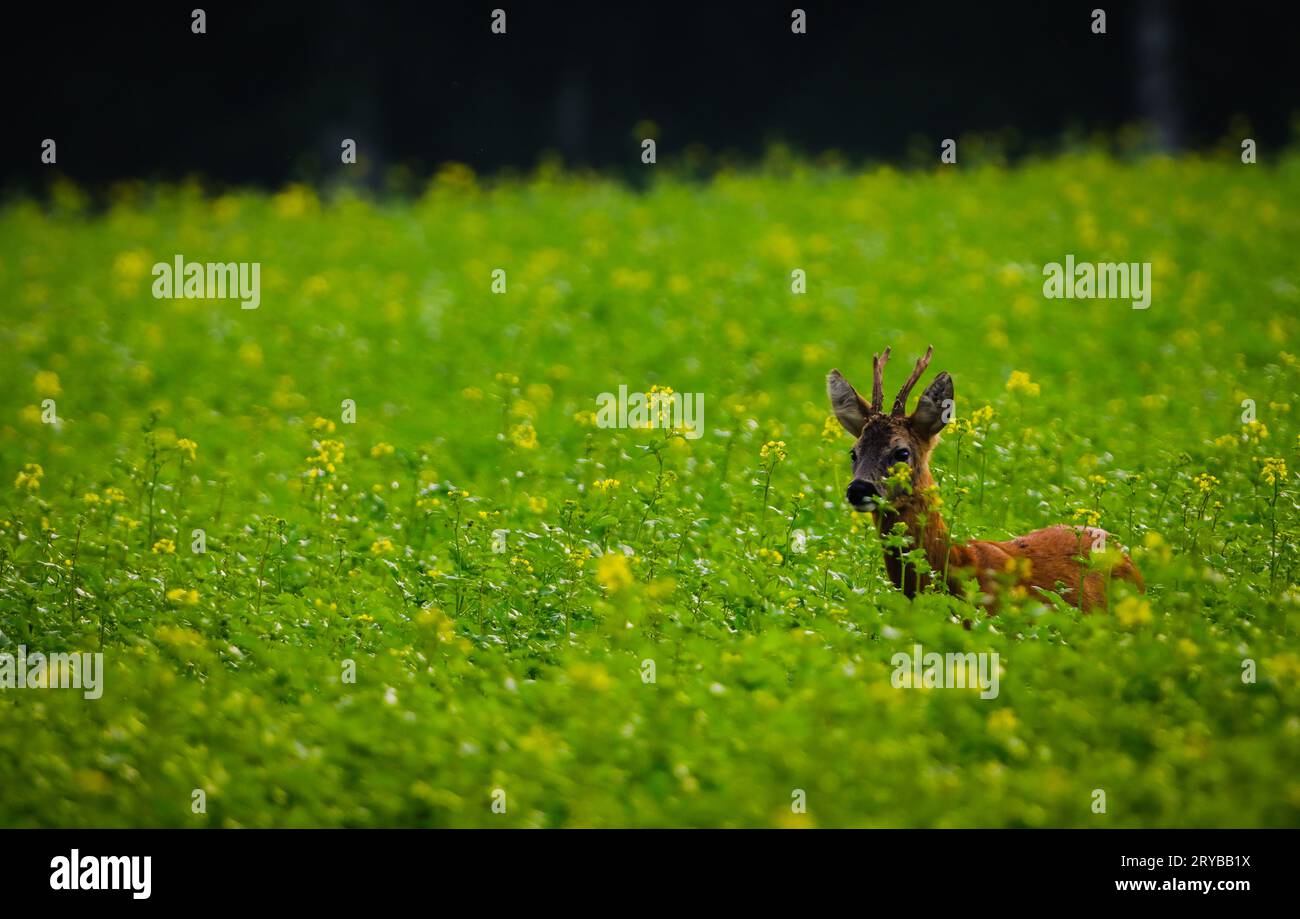 Deer graze in fields hi-res stock photography and images - Alamy