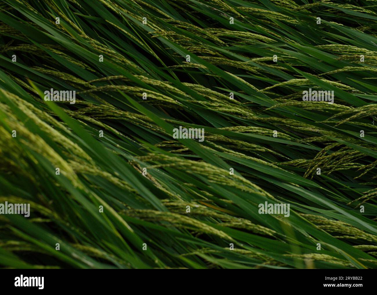 Rice field green leaf farm land Stock Photo - Alamy