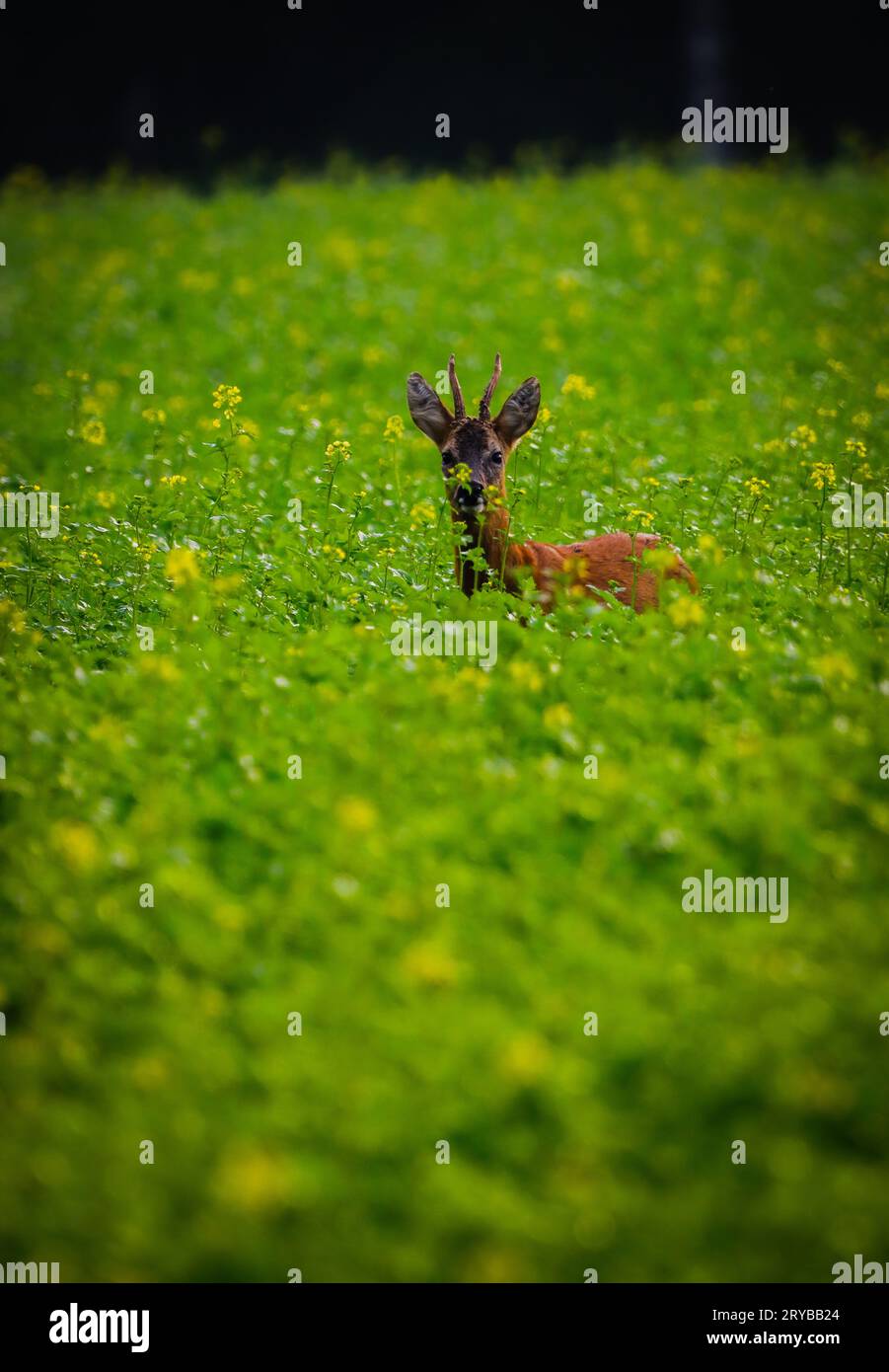 Rapeseed field with wild flowers hi-res stock photography and images ...