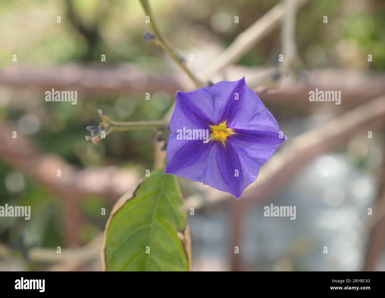 Nightshade in bloom hi-res stock photography and images - Alamy