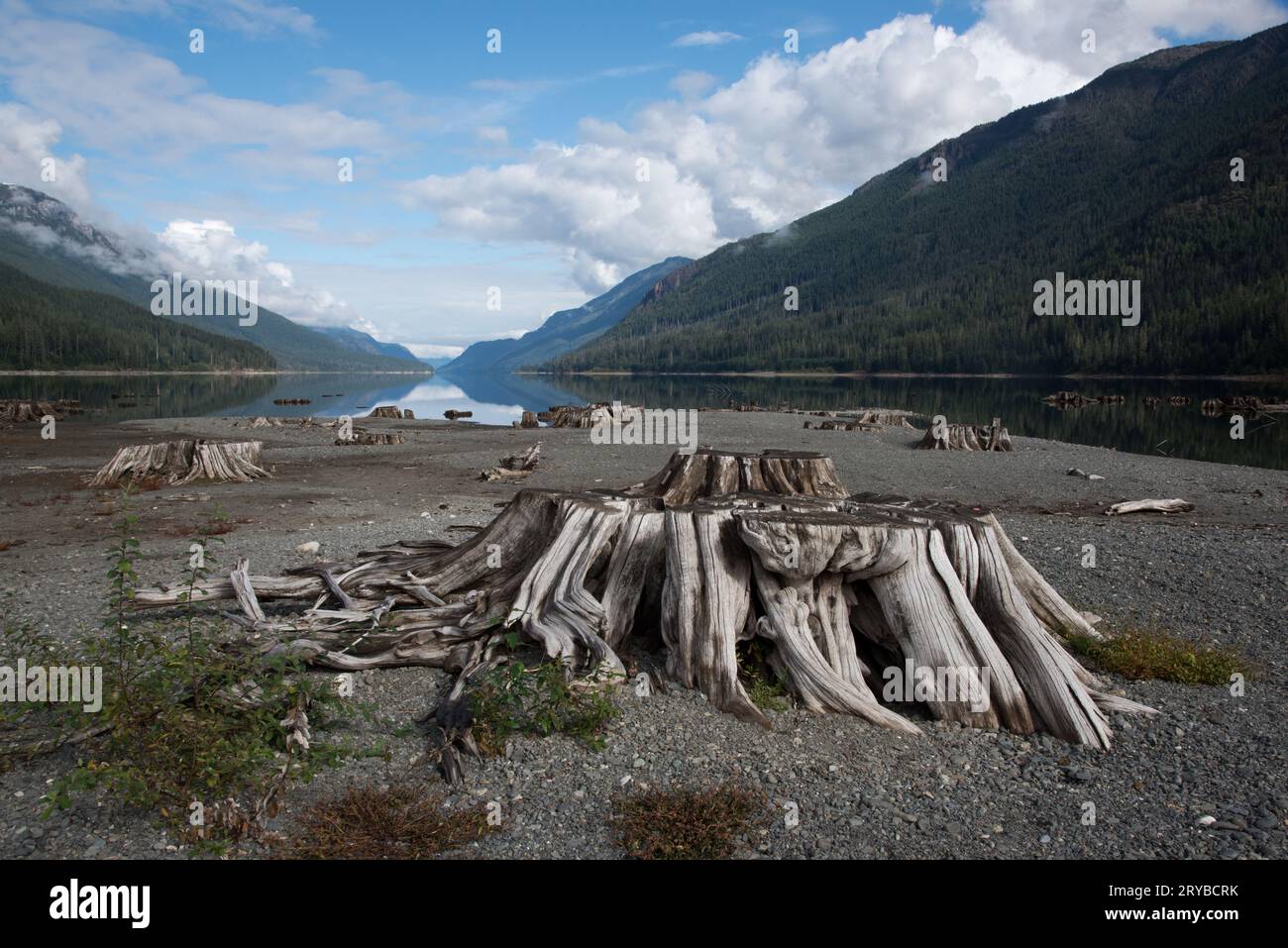 Tree stumps are covering the shores of Buttle Lake in Strathcona ...