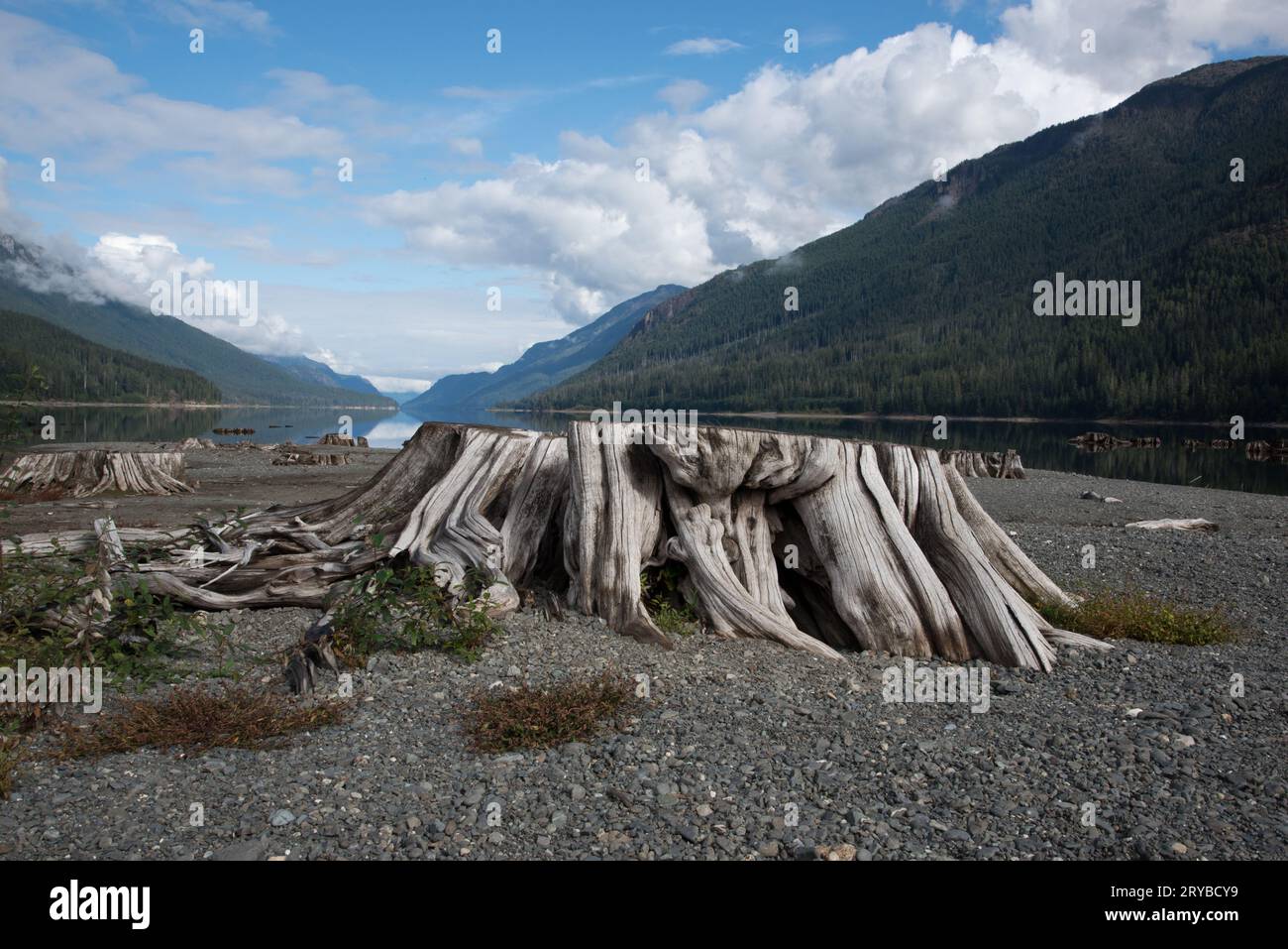 Tree stumps are covering the shores of Buttle Lake in Strathcona ...